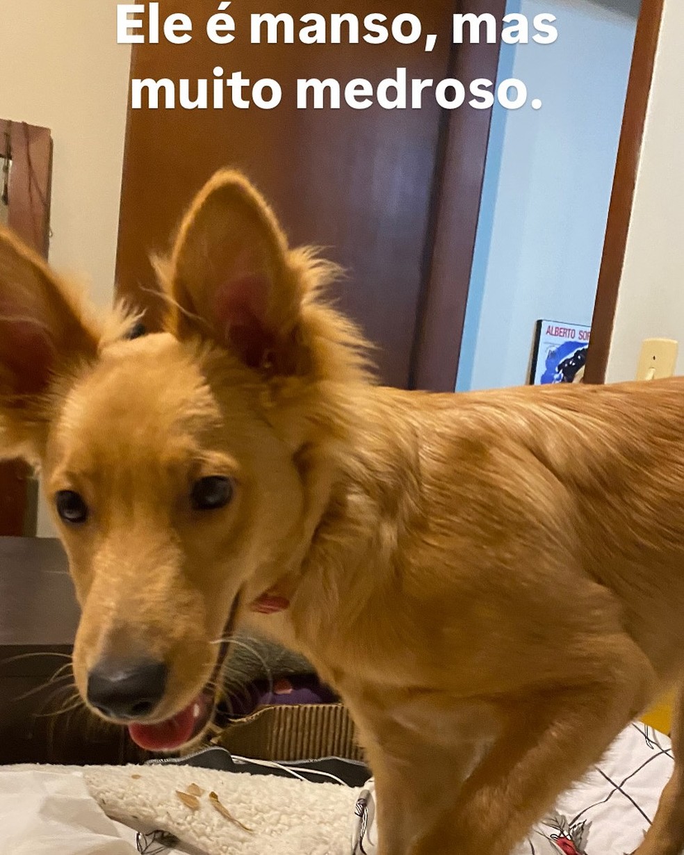 Guta Stresser, de 'A Grande Família', se desespera com cão desaparecido