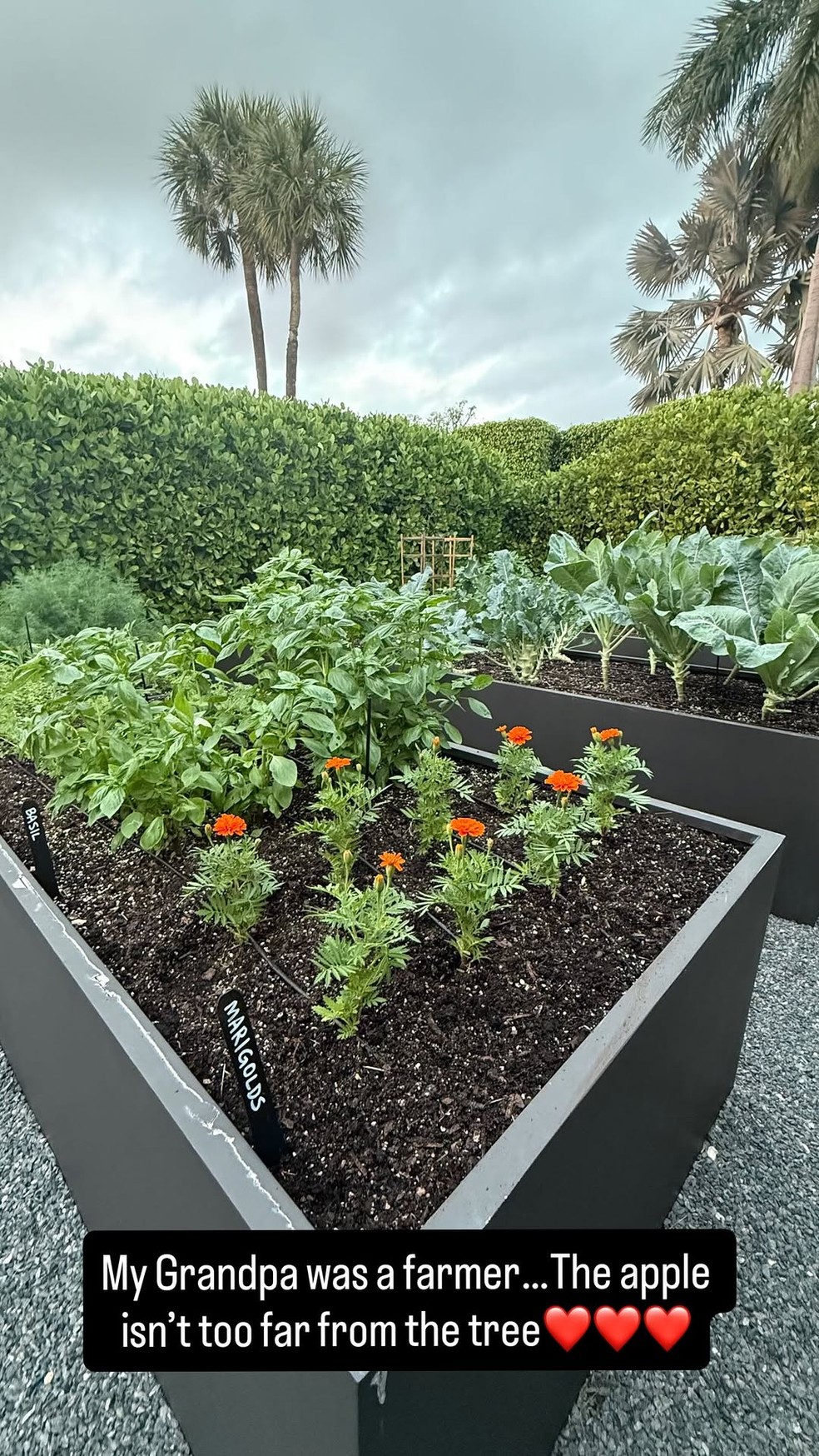 Ex-marido de Gisele Bündchen, Tom Brady mostra talento com jardinagem ...