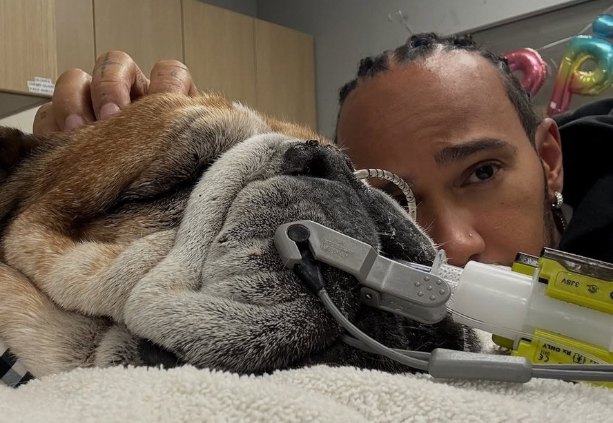 Cachorro de Lewis Hamilton morre 'nos braços' do piloto