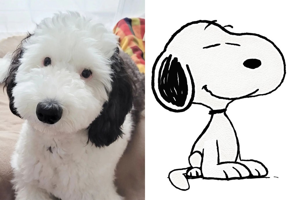 Cachorra viraliza na web por ser 'Snoopy da vida real'