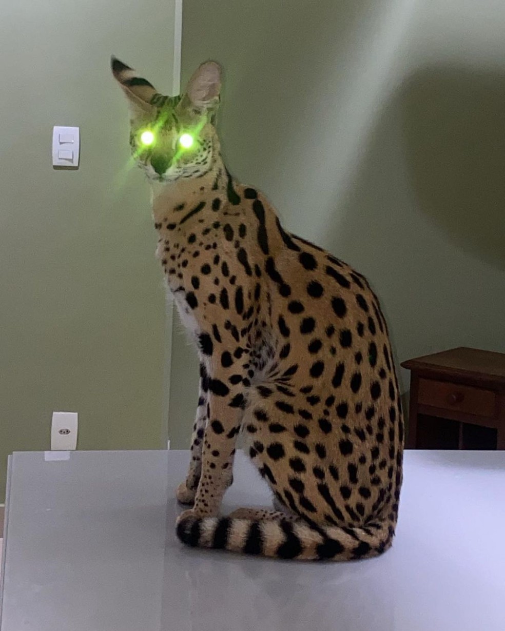 Gato raro do rapper Oruam custa até R$ 100 mil; entenda por quê