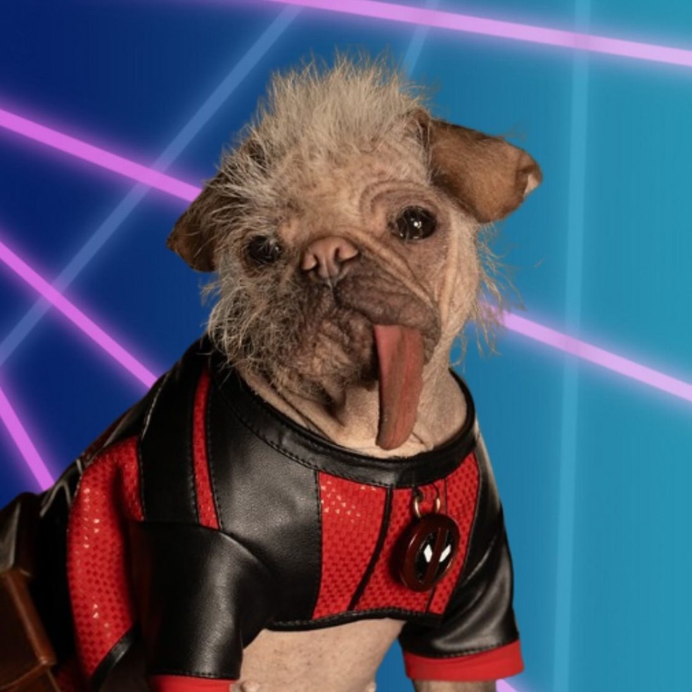 Conheça Peggy, o cachorro 'mais feio do Reino Unido' que está em ...