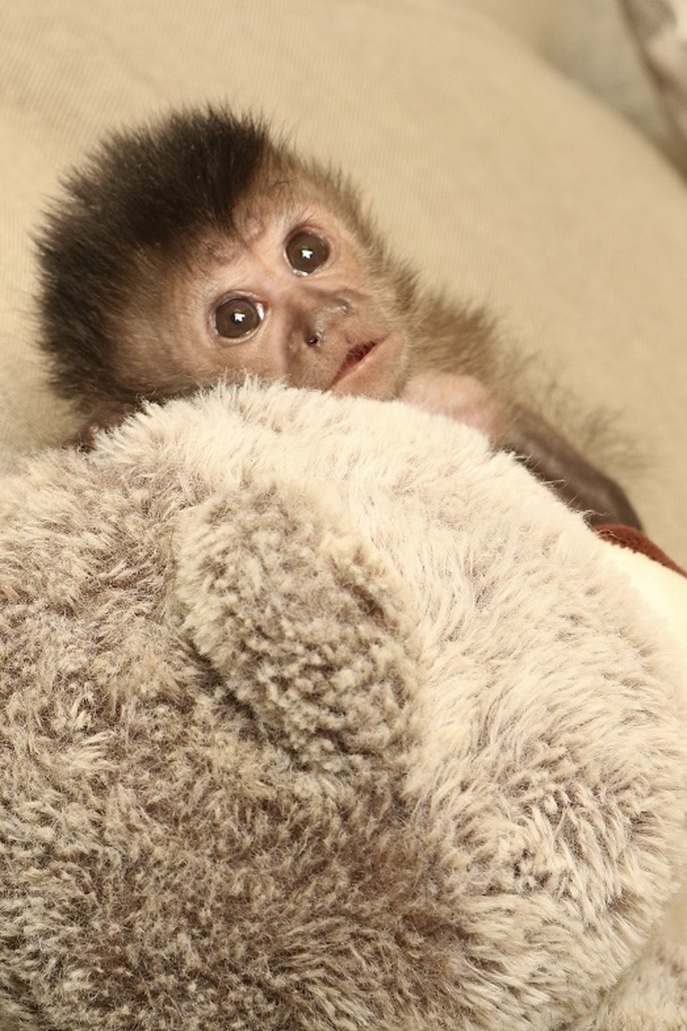 Nicole Bahls apresenta seus bebês macacos com ensaio newborn: 'Mudaram ...