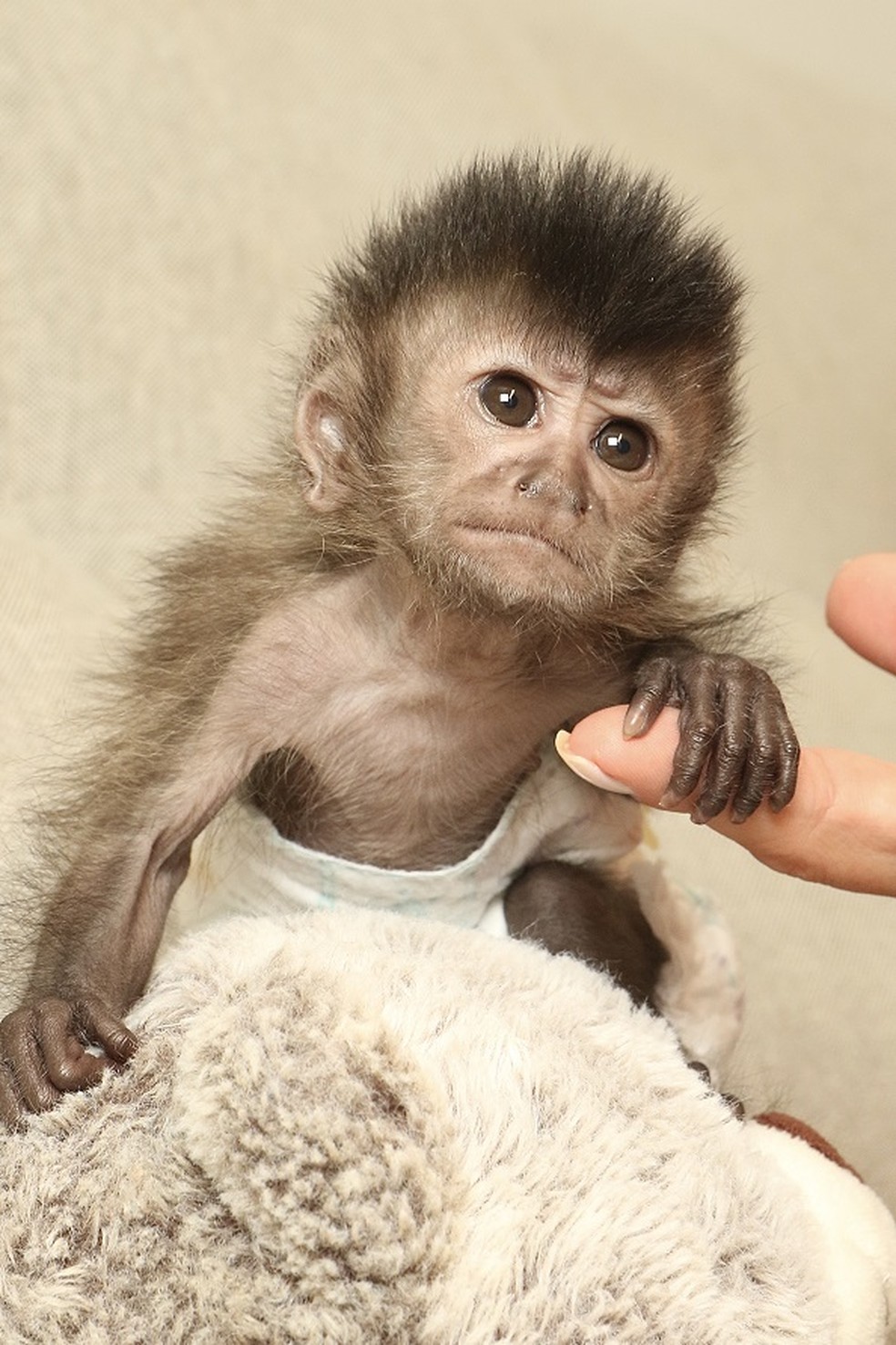 Nicole Bahls apresenta seus bebês macacos com ensaio newborn: 'Mudaram ...