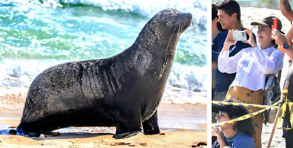 Maitê Proença e a neta visitam o lobo-marinho Joca, sucesso nas areias ...
