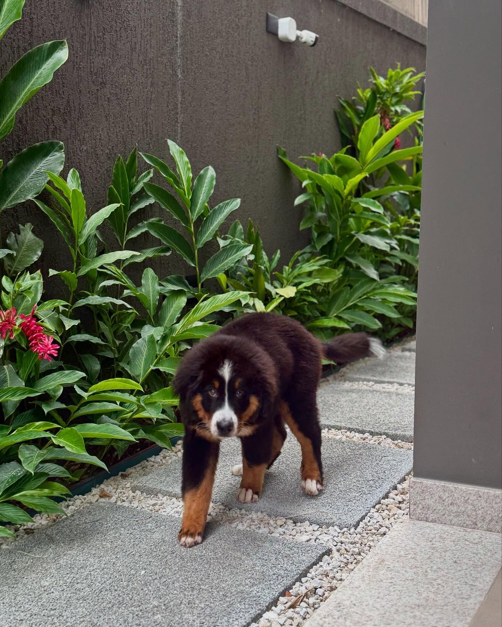 Rayane Figliuzzi mostra ida de cãozinho que adotou com Belo ao pet shop ...
