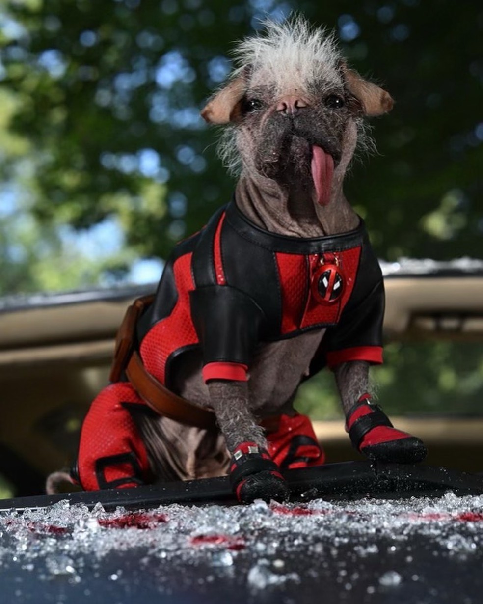 Conheça Peggy, o cachorro 'mais feio do Reino Unido' que está em ...