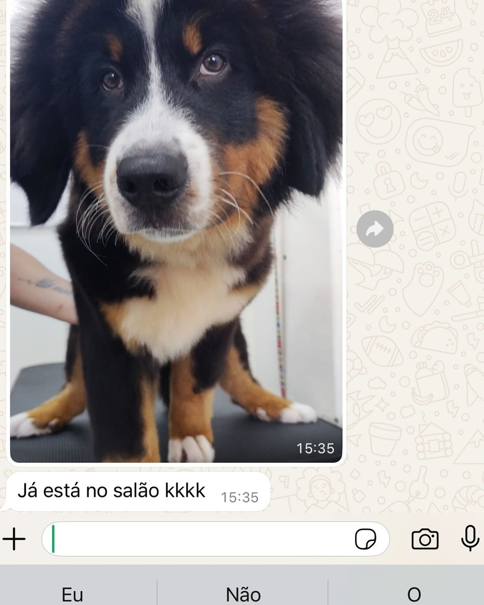 Rayane Figliuzzi mostra ida de cãozinho que adotou com Belo ao pet shop ...