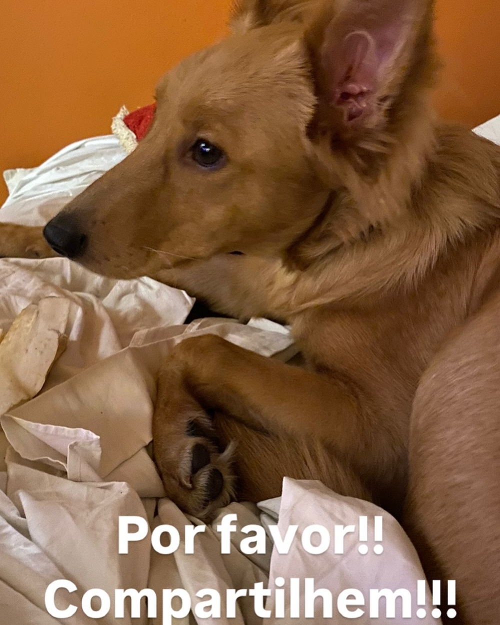 Guta Stresser, de 'A Grande Família', se desespera com cão desaparecido