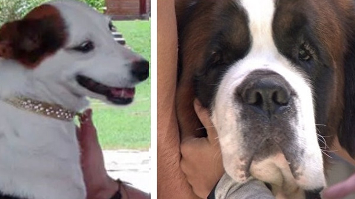 Animais na casa do BBB: Veja edições que tiveram cachorros