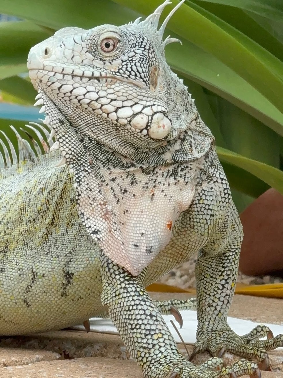 Fábio Jr. abre álbum de nova lua de mel com Fernanda Pascucci