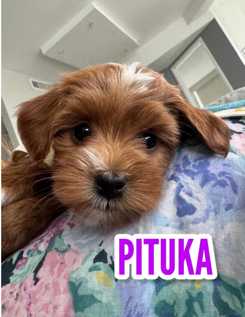 Marcos Mion apresenta nova cadelinha e justifica escolha por pet de raça