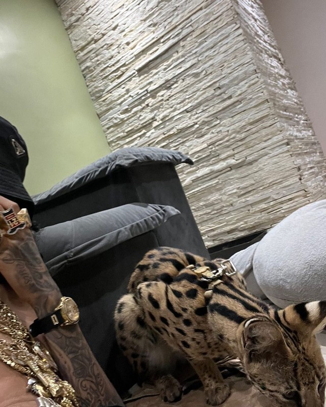 Gato raro do rapper Oruam custa até R$ 100 mil; entenda por quê