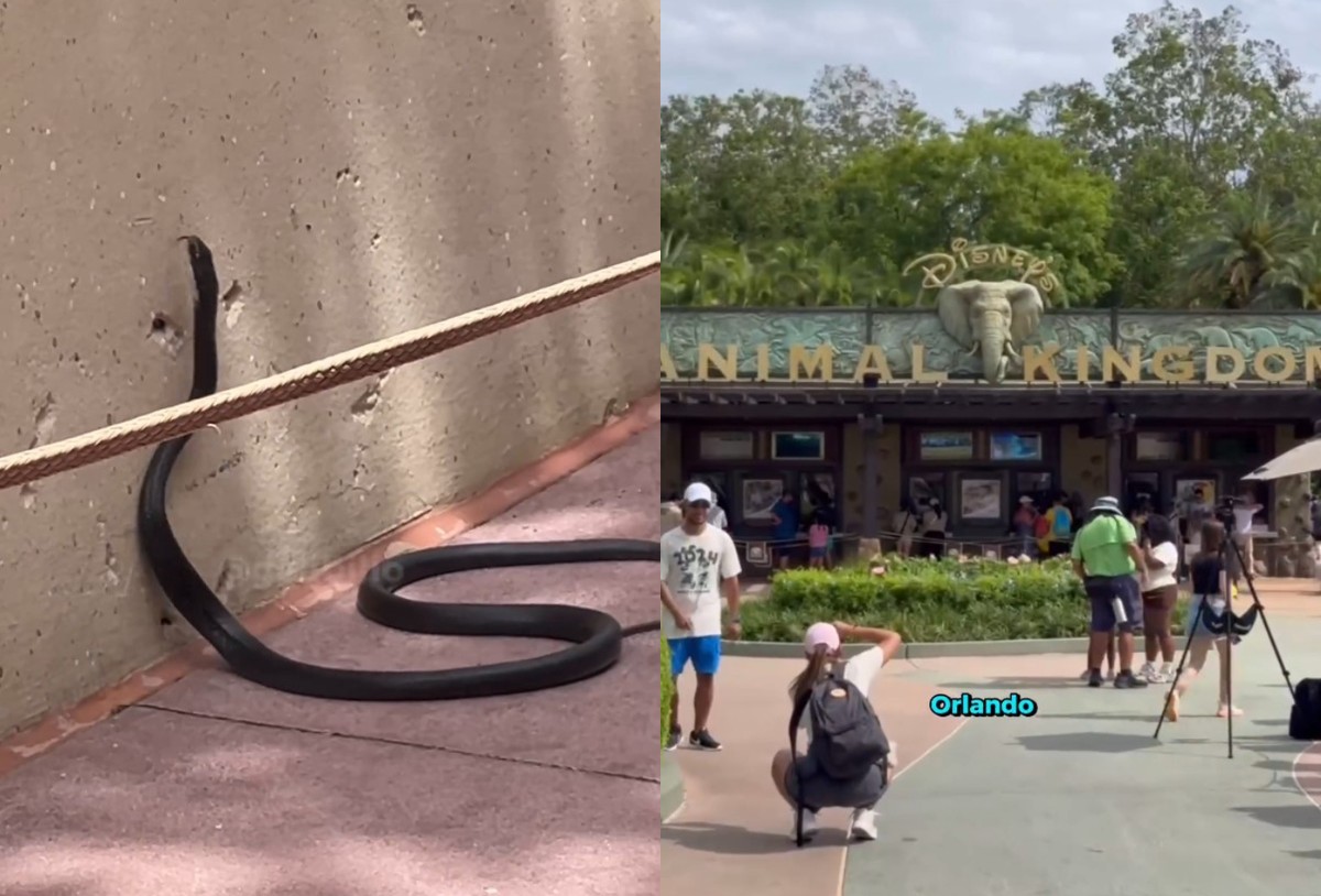 Influencer brasileiro encontra cobra solta em parque da Disney, nos EUA ...