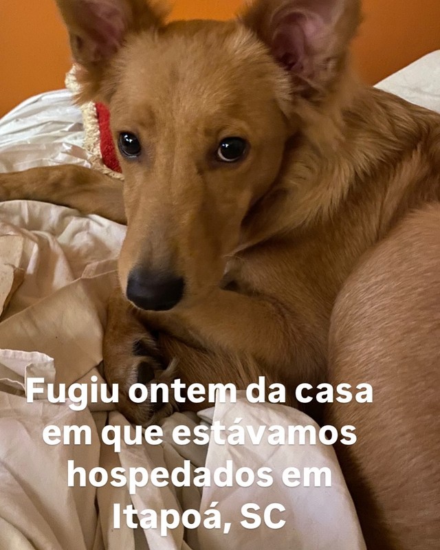 Guta Stresser, de 'A Grande Família', se desespera com cão desaparecido