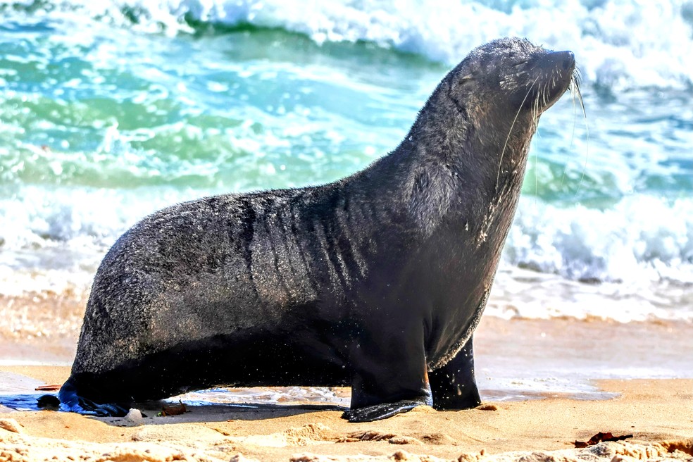 Maitê Proença e a neta visitam o lobo-marinho Joca, sucesso nas areias ...