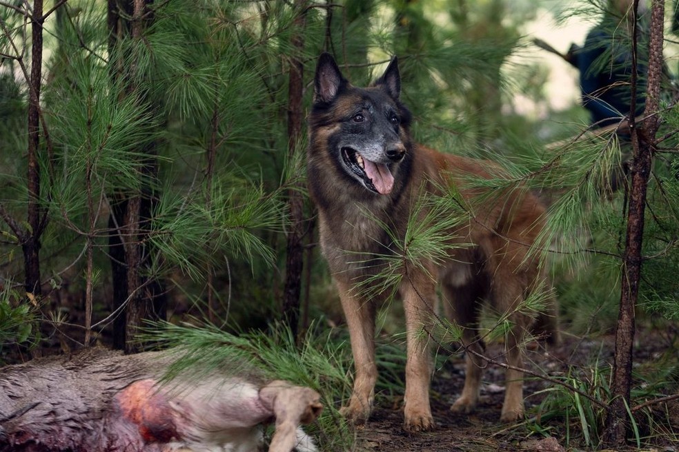 Morte de cachorro-ator de 'The Walking Dead' comove elenco e fãs da série