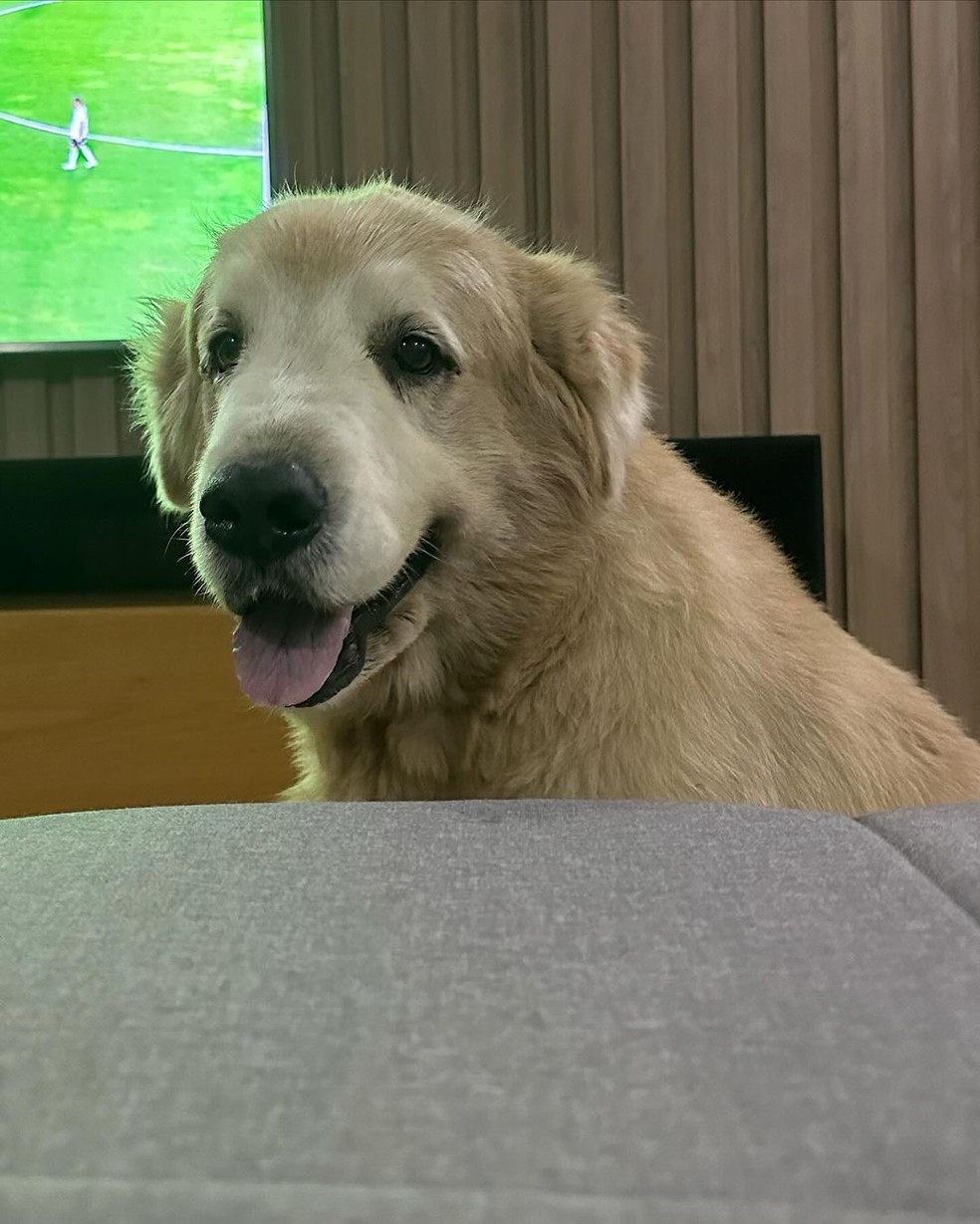 Thiago Martins lamenta morte do seu cachorro: 'Perdi meu melhor amigo'